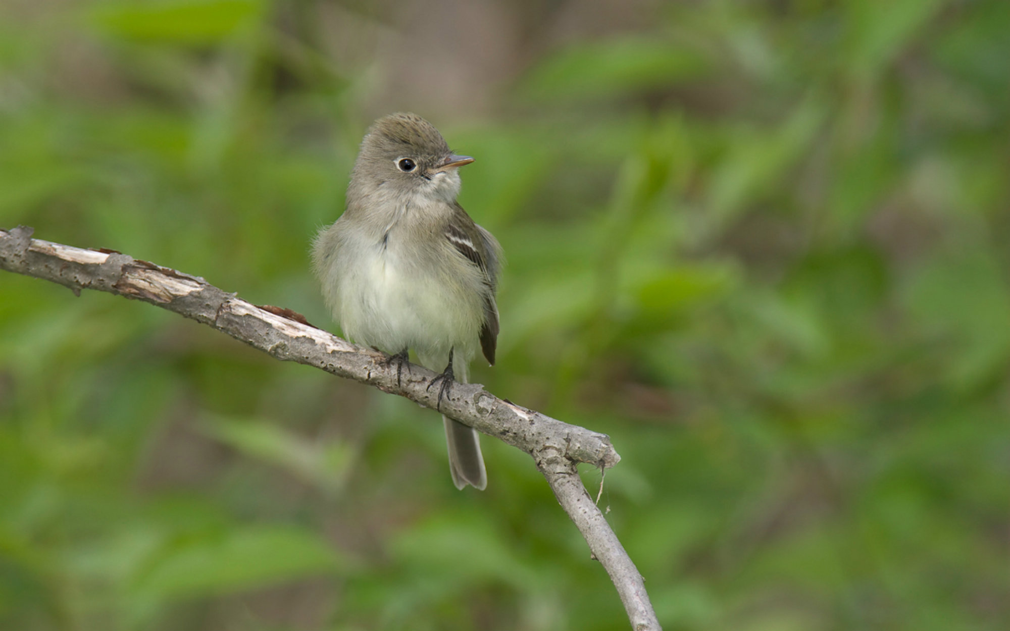 North Carolina Mountain Birds: Acadian Flycatcher