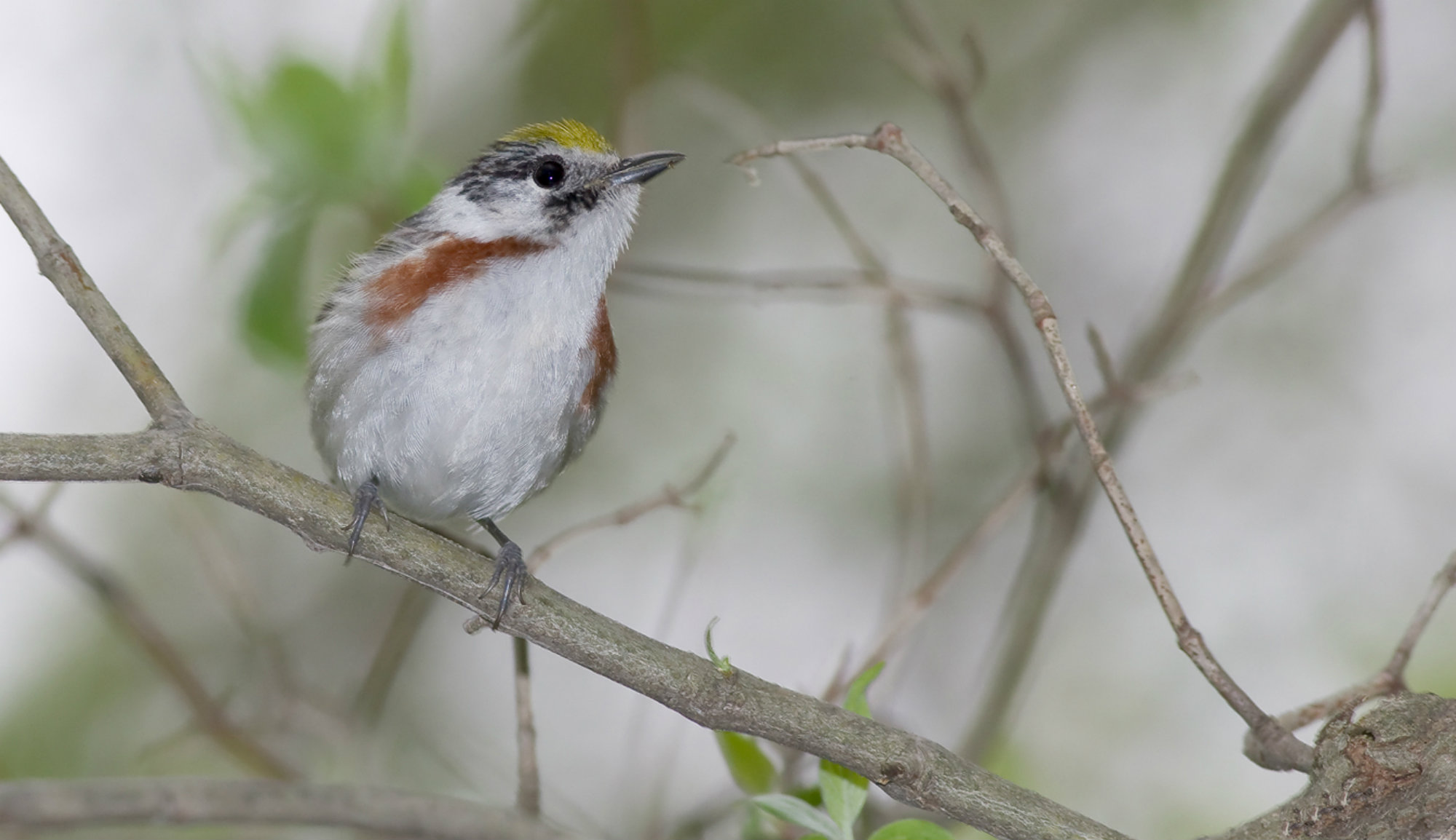 North Carolina Mountain Birds: Chestnut-sided Warbler