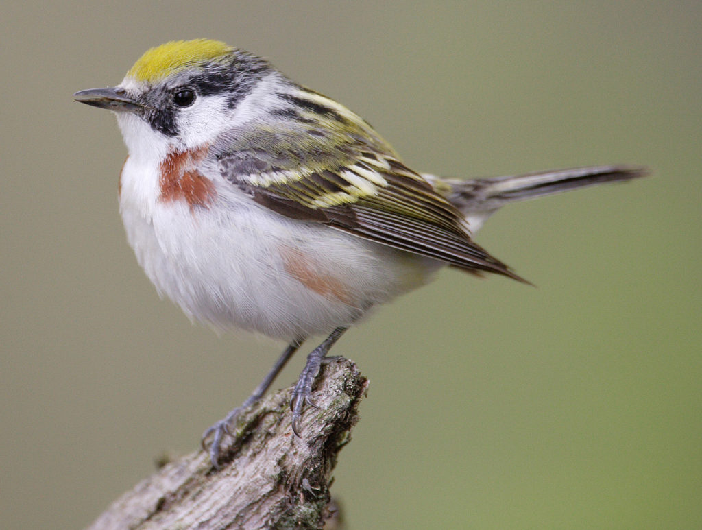 North Carolina Mountain Birds: Chestnut-sided Warbler