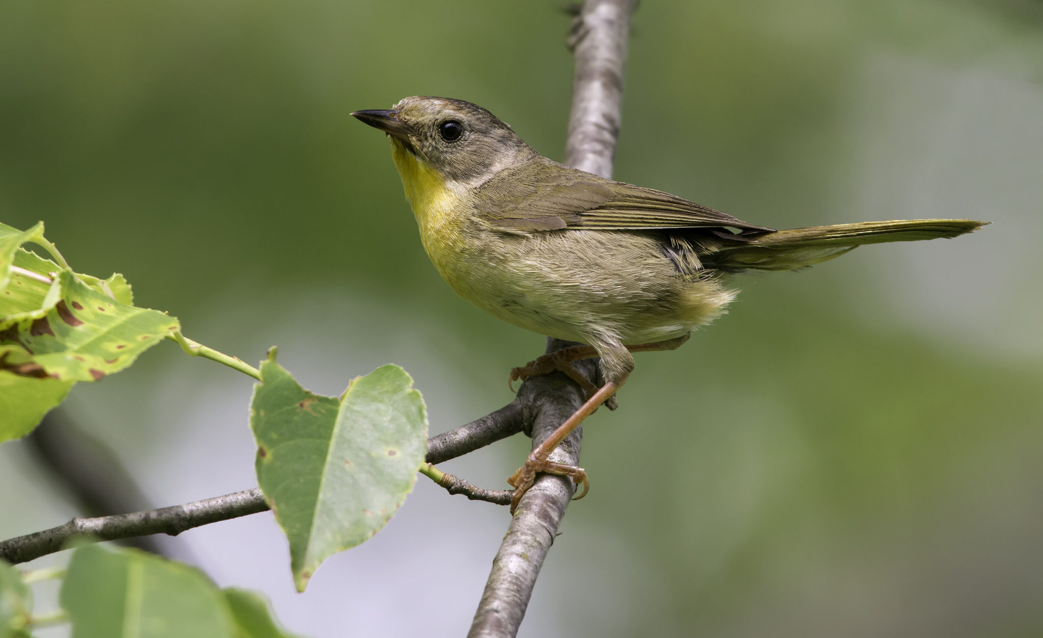 North Carolina Mountain Birds: Common Yellowthroat